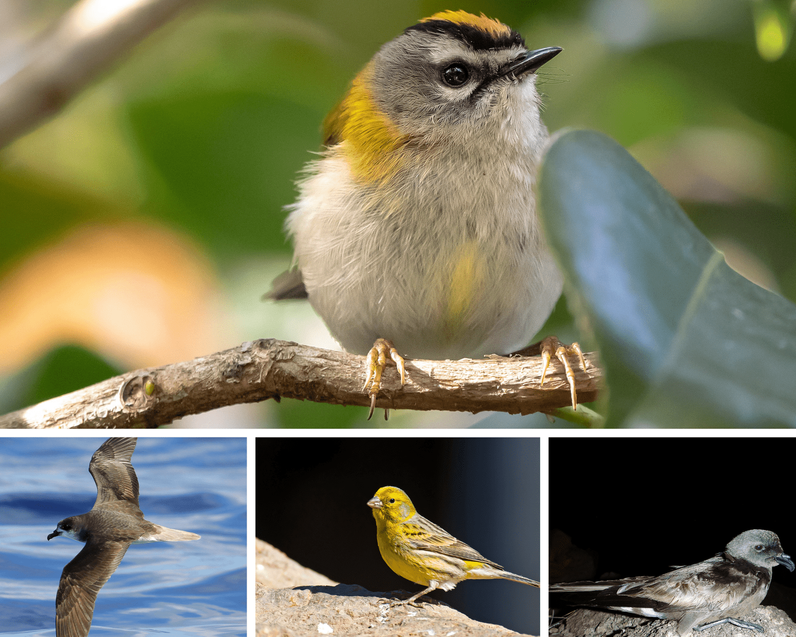 Observación de aves en Madeira: Un paraíso para los amantes de la ...